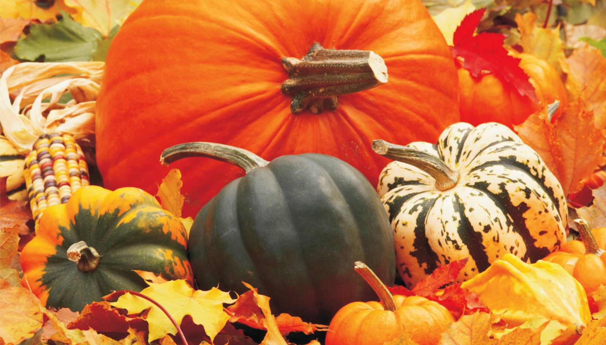 pumpkin | The Callaway Bank